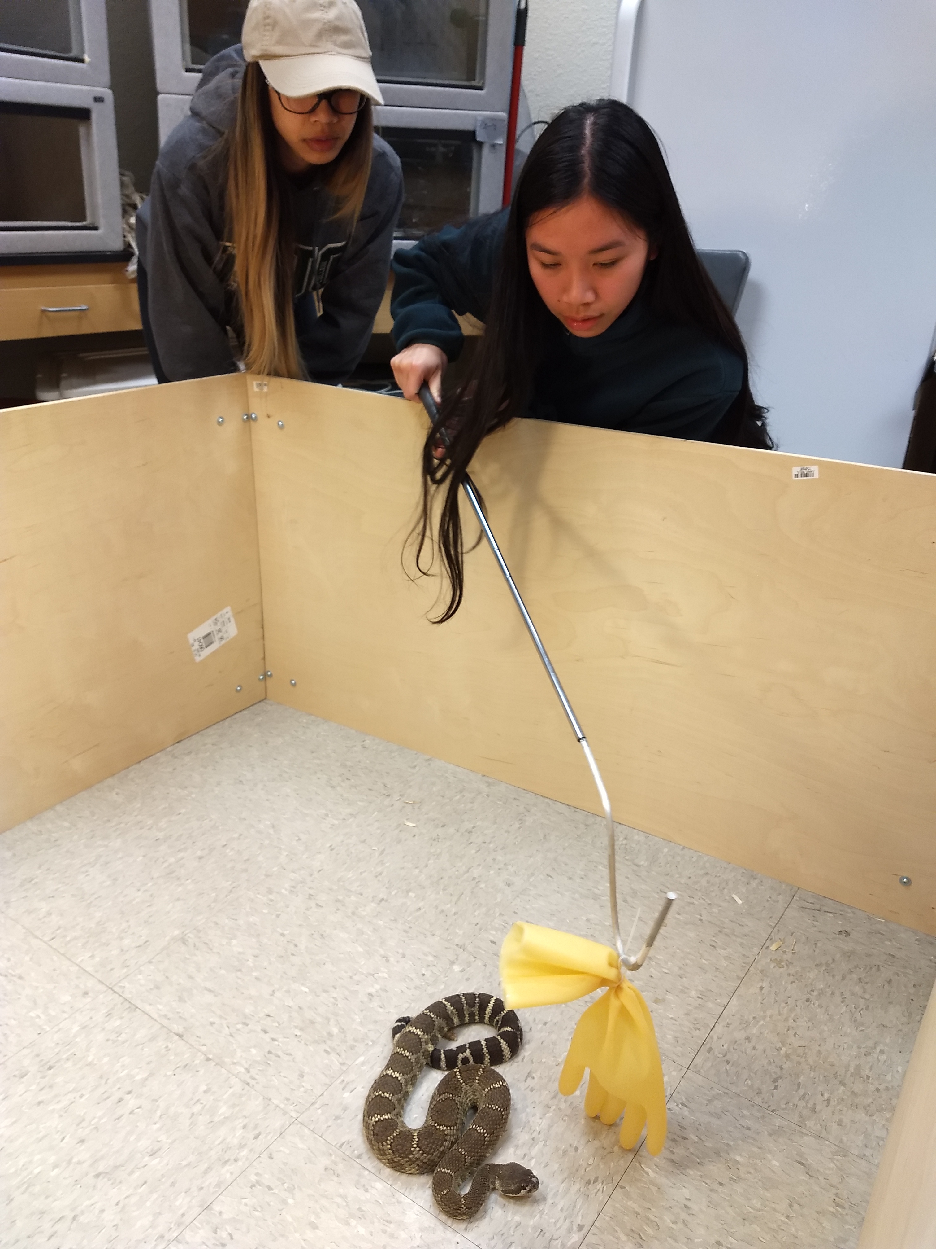 Student Research Profile: Michelle Tang and Janet Tang – PUC Blog